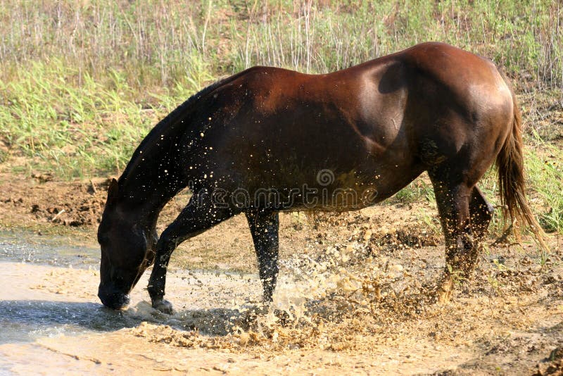 Splashing Horse stock image. Image of playing, sunshine - 874069