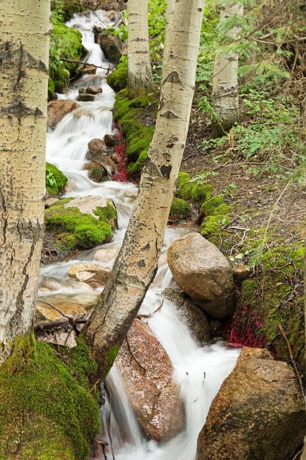 Splashing Stream stock photo. Image of aspens, moss, smooth - 87303836