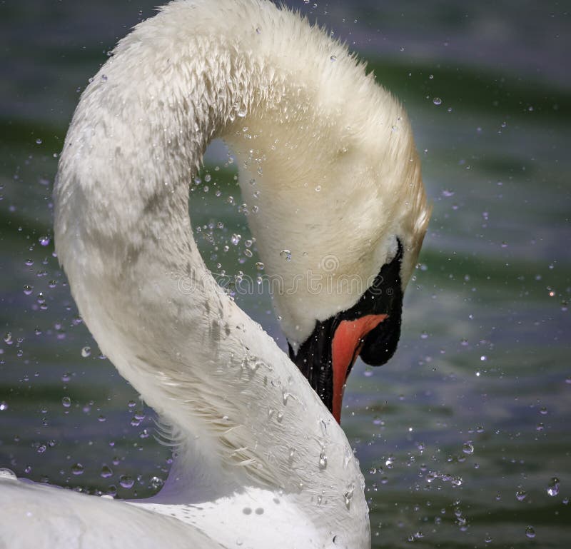 Splashing Swan Moves Water while Preening Stock Image - Image of ...