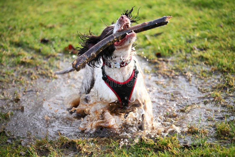 Splashing Wet Dog in Puddle Stock Image - Image of energetic, animal ...