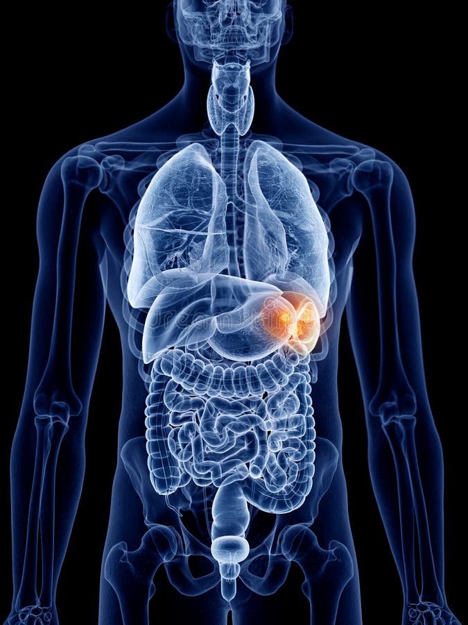 Spleen cancer stock illustration. Illustration of medicine - 73538343