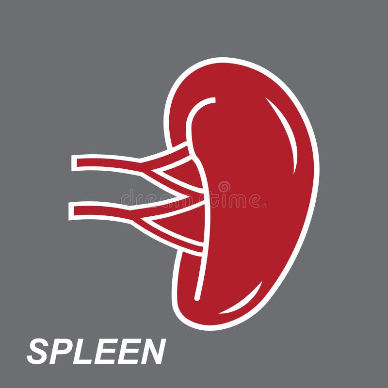 Spleen icon stock vector. Illustration of cancer, biology - 311775496