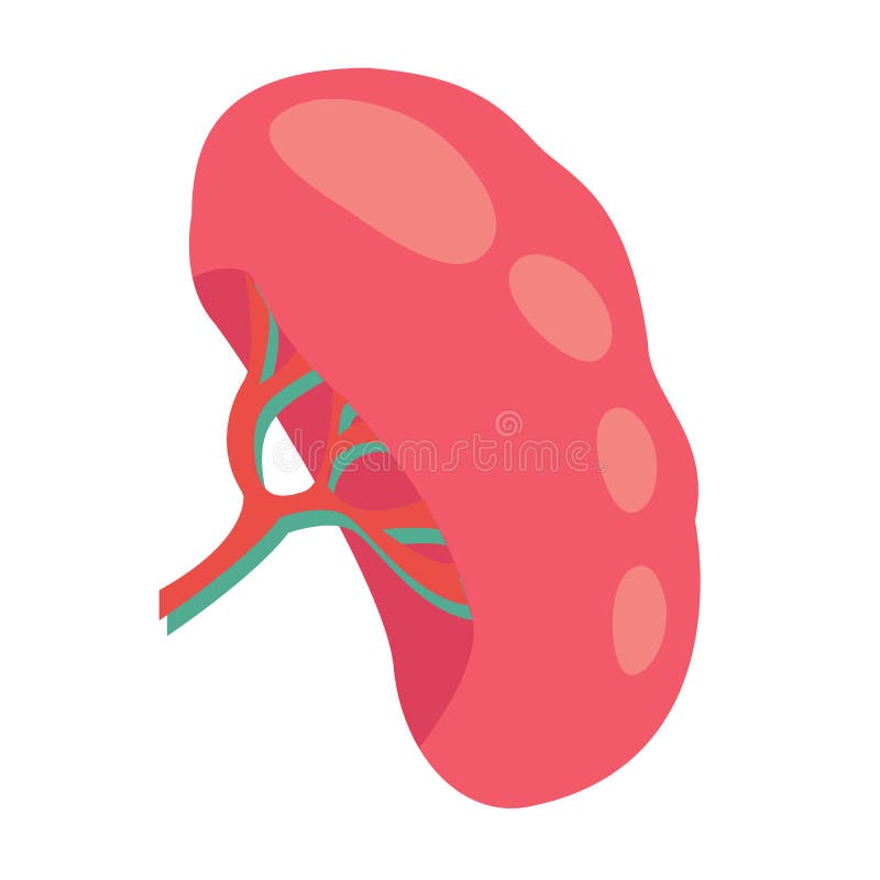 Drawing of Human Digestive System. Stock Vector - Illustration of ...