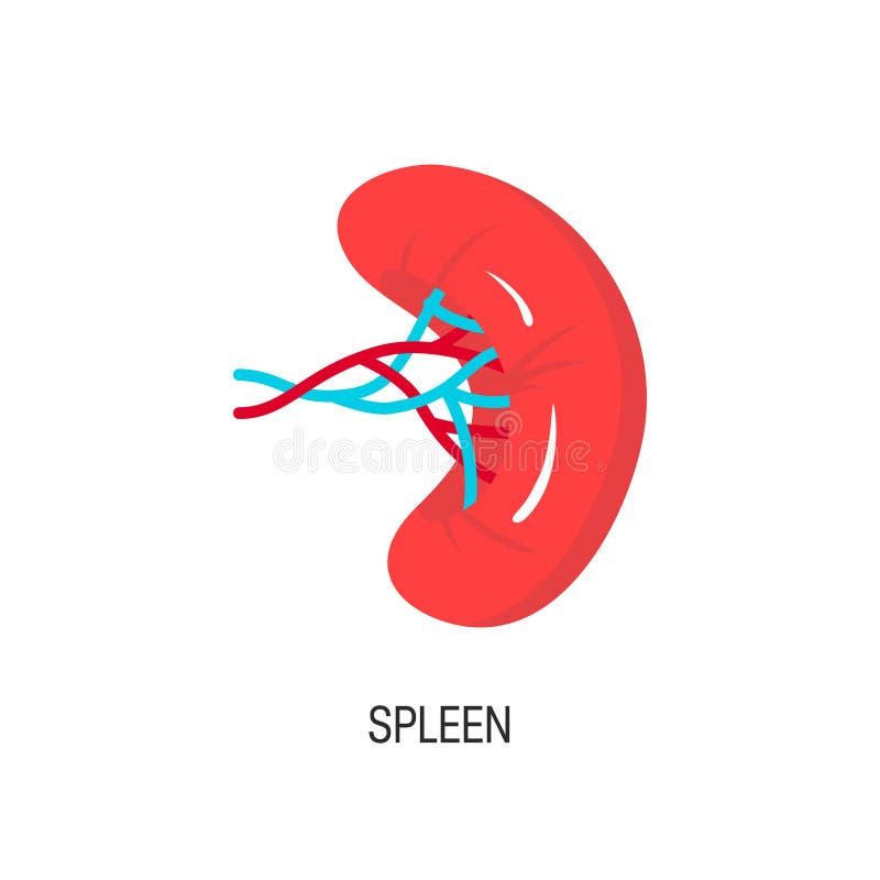 Spleen vector illustration stock vector. Illustration of care - 129586441