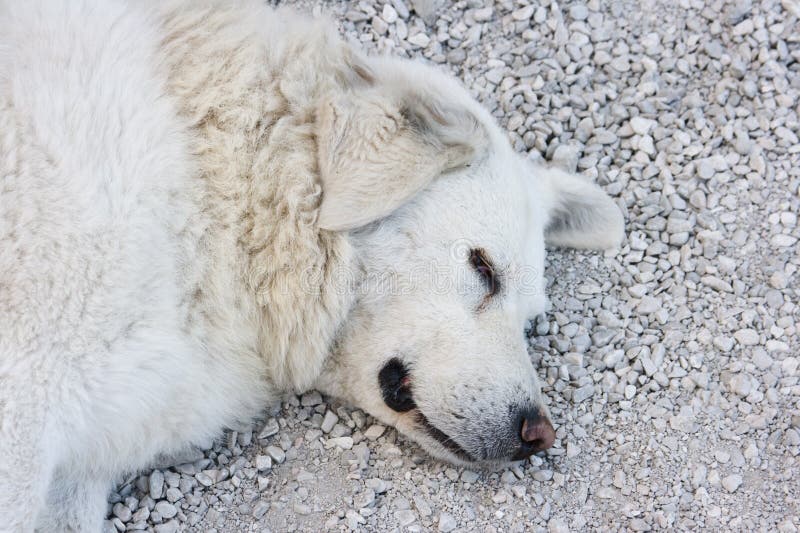 Spleeping dog stock photo. Image of relax, pedigree, tranquil - 5529868