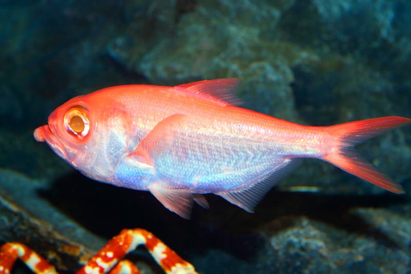 Splendid alfonsino stock image. Image of aquarium, reef - 56173595