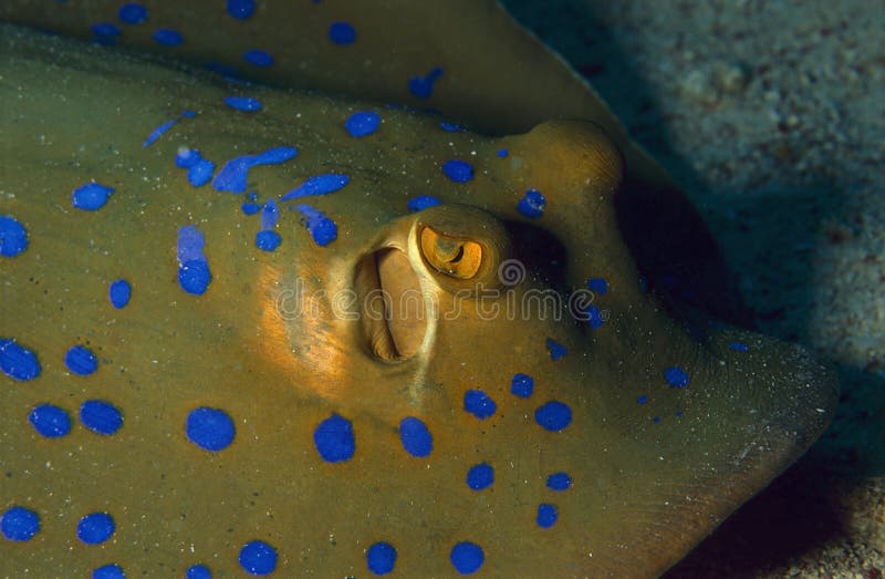 Splendid Blue Spotted Sting Ray Stock Photo - Image of sport, holiday ...