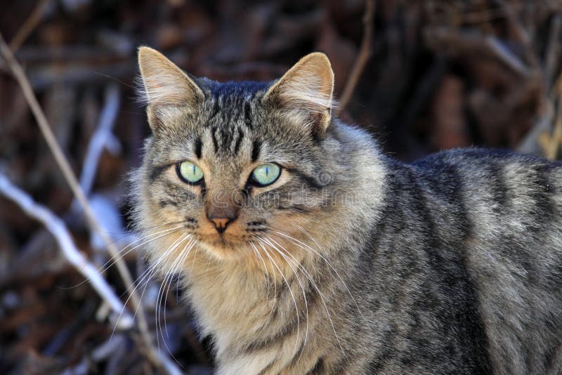 Splendid cat stock photo. Image of mammal, portrait, isolated - 28057694