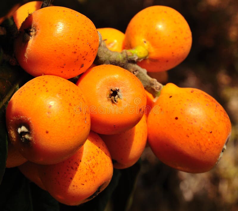 Splendid Cluster of Delicious Ripe Medlar Stock Photo - Image of ...