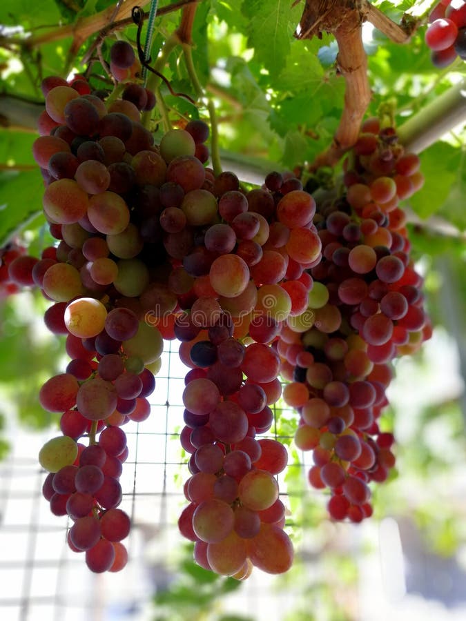 Splendid Clusters of Red Grapes Stock Image - Image of healthy, nature ...