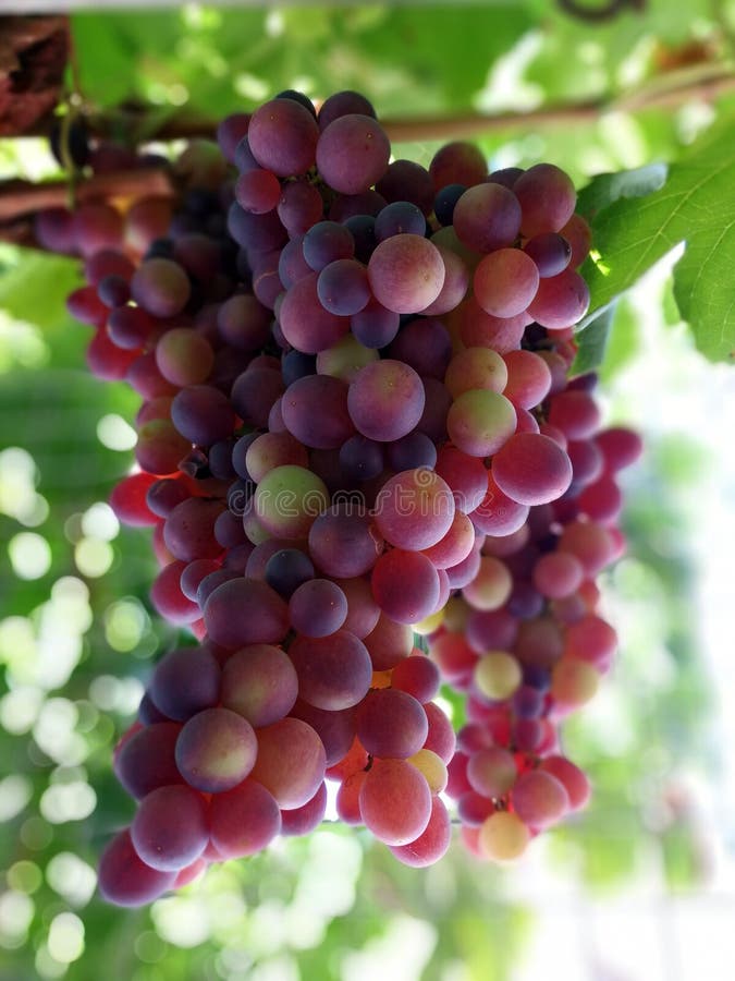 Splendid Clusters of Red Grapes Stock Image - Image of health, cluster ...