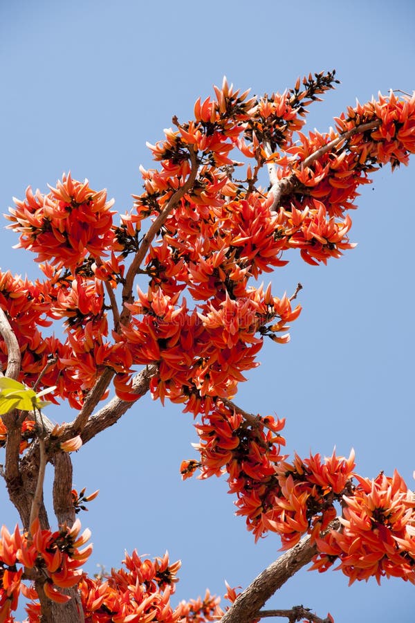 Flame tree stock photo. Image of floral, bright, leaf - 14195668