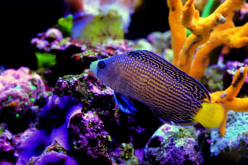 Splendid Dottyback in Reef Aquarium Tank - Manonichthys Splendens Stock ...