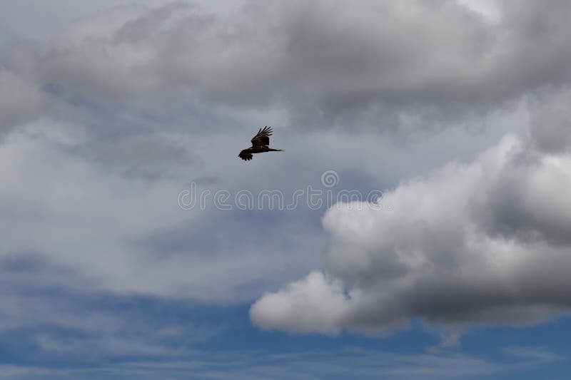 The Splendid Eagle, Queen of the Mongolian Skies Stock Image - Image of ...