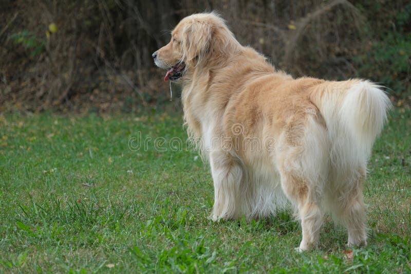 Splendid Example of Golden Retriever Dog with Brown Fur. Stock Photo ...