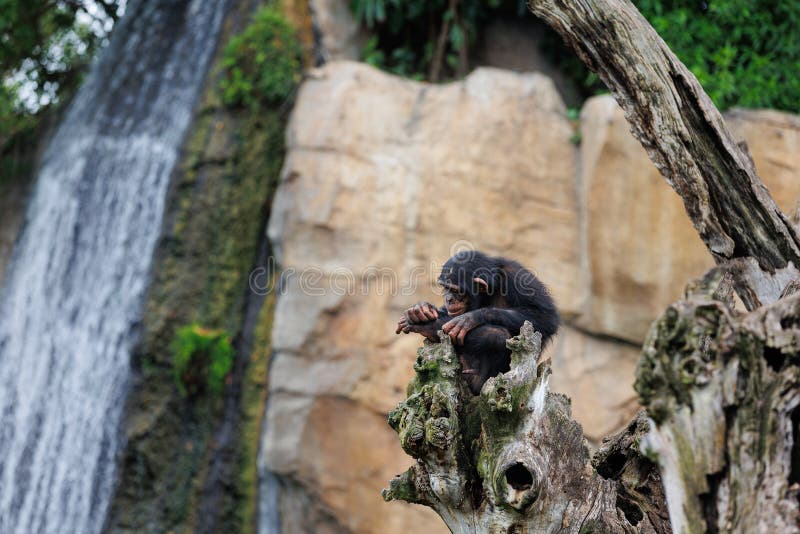 Splendid Exemplar of Monkey in a Naturalistic Environment Stock Image ...