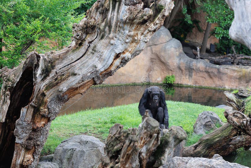 Splendid Exemplar of Monkey in a Naturalistic Environment Stock Image ...