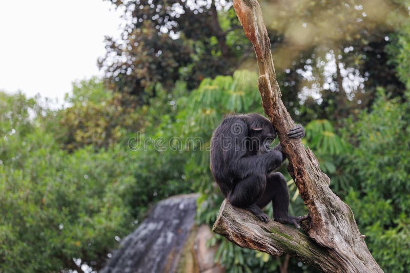 Splendid Exemplar of Monkey in a Naturalistic Environment Stock Image ...