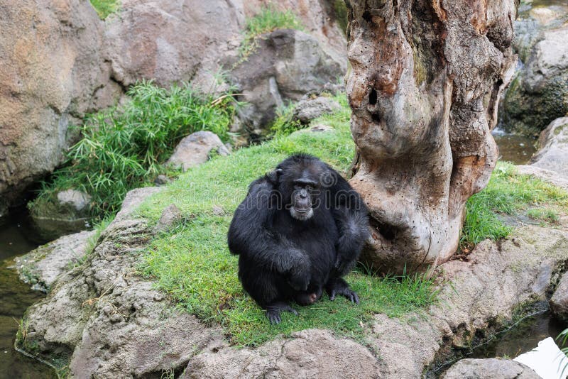 Splendid Exemplar of Monkey in a Naturalistic Environment Stock Image ...