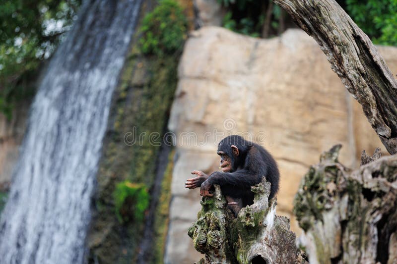 Splendid Exemplar of Monkey in a Naturalistic Environment Stock Image ...