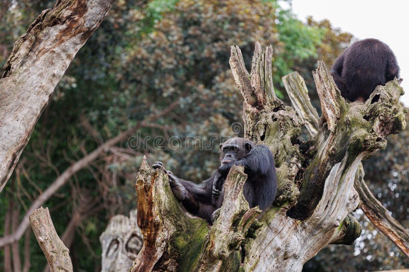 Splendid Exemplar of Monkey in a Naturalistic Environment Stock Photo ...