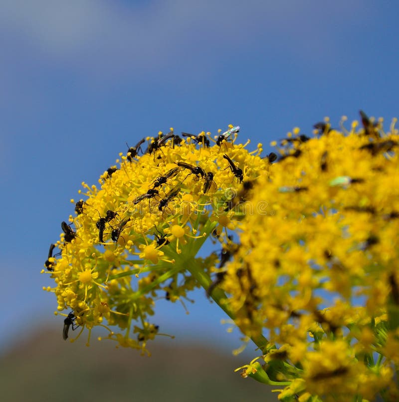 Splendid Fennel Flowers Covered with Small Insects Stock Photo - Image ...
