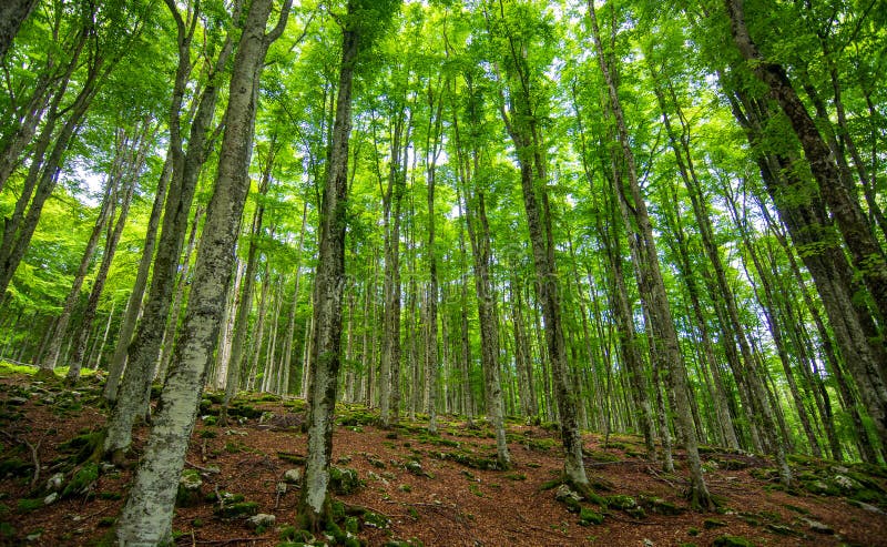 The Splendid Forests Sources of Oxygen with the Colors of Spring Stock ...