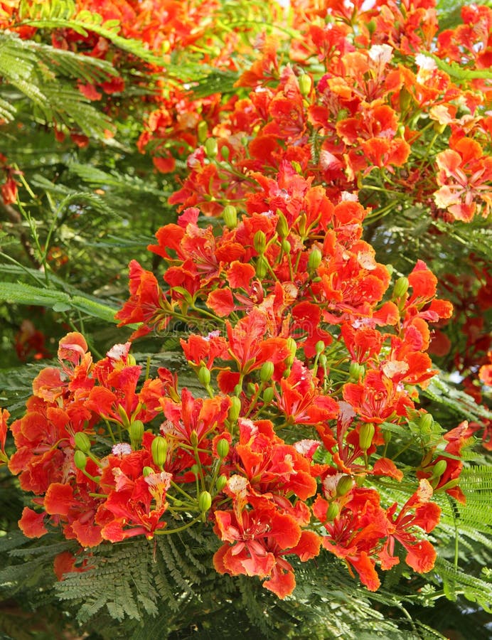 696 Gulmohar Flower Photos - Free & Royalty-Free Stock Photos from ...