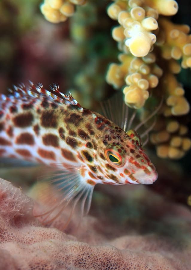 Splendid hawkfish stock image. Image of coral, fish, animals - 10830953