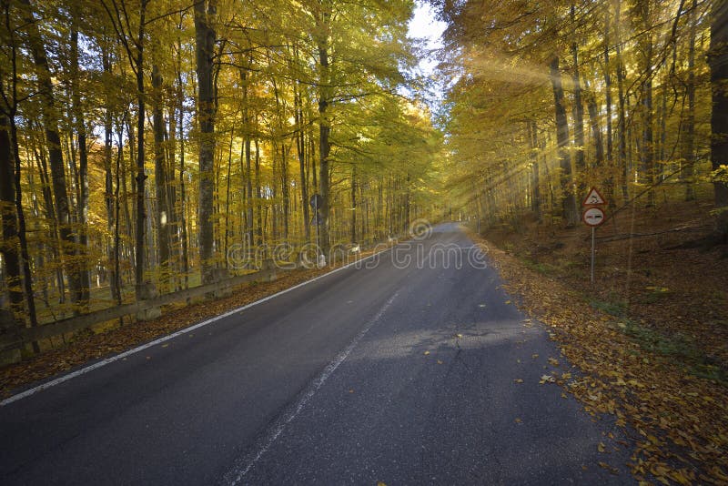 Splendid Image in the Forest Colored Leaves, Asphalt Road, Sunset Light ...