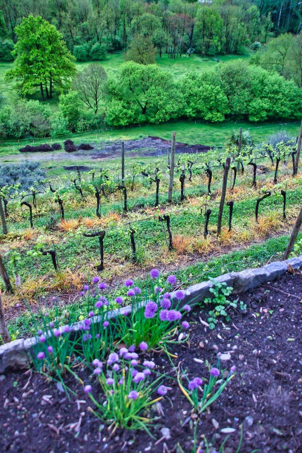Splendid Landscape with Vineyards and a Tree Forest Stock Photo - Image ...