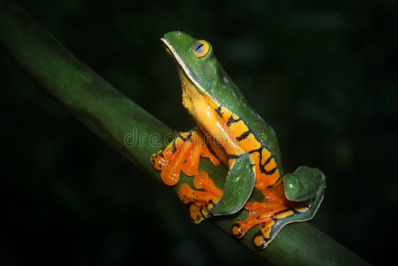 Splendid Leaf Frog stock image. Image of treefrog, animals - 34166829