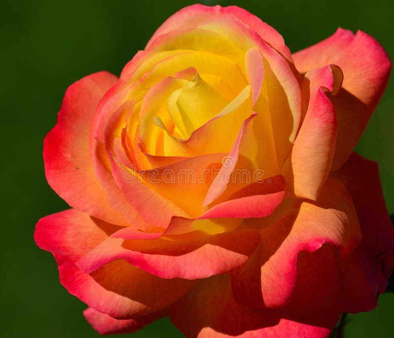 Macro Image of Beautiful Rose Stock Image - Image of bloom, beautiful ...