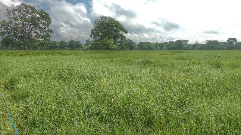 Splendid plain stock photo. Image of greens, splendid - 92548330