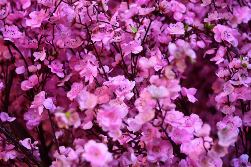 A splendid purple bloom stock photo. Image of field - 167052274