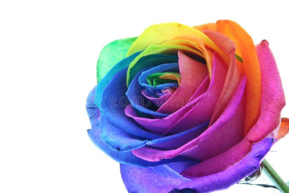 Splendid rose stock photo. Image of neon, pink, violet - 2249582