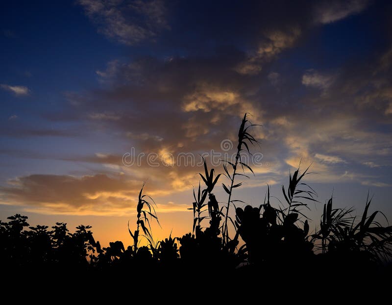 Sunrise with Low Clouds and Backlit Plants Stock Image - Image of ...