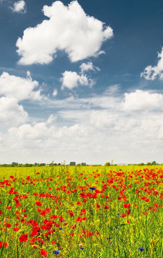 Splendid Summer Landscape of Meadow. Stock Photo - Image of botany ...