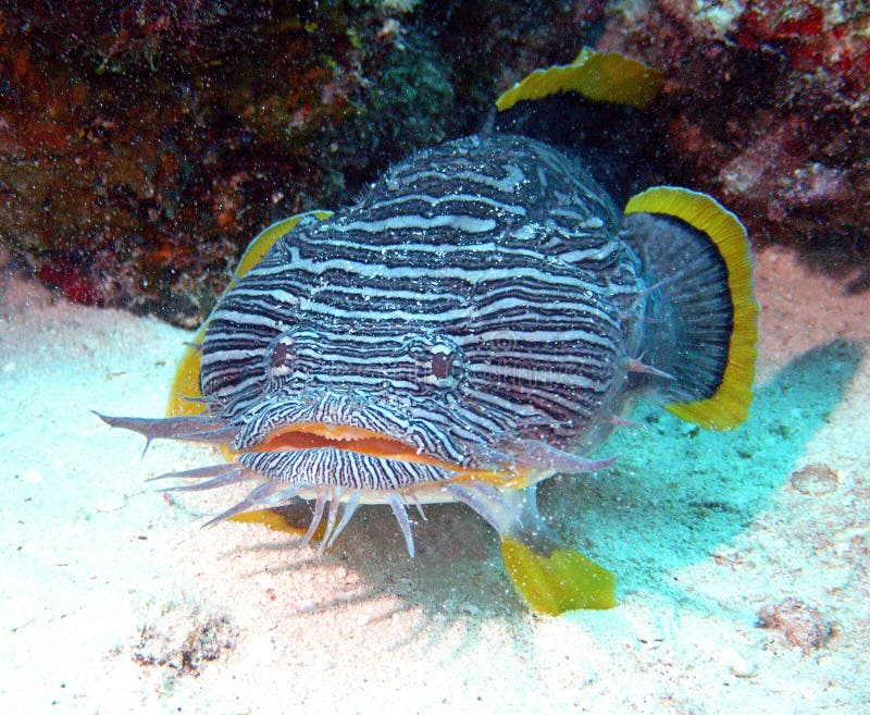 Splendid toadfish stock photo. Image of cozumel, toadfish - 9751326