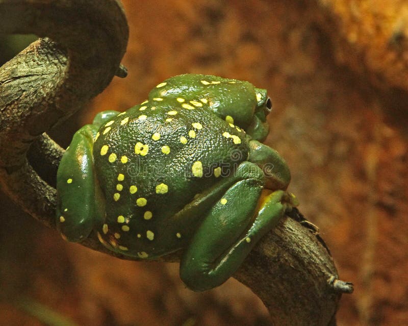 Splendid Tree Frog stock photo. Image of detail, spotted - 99772836