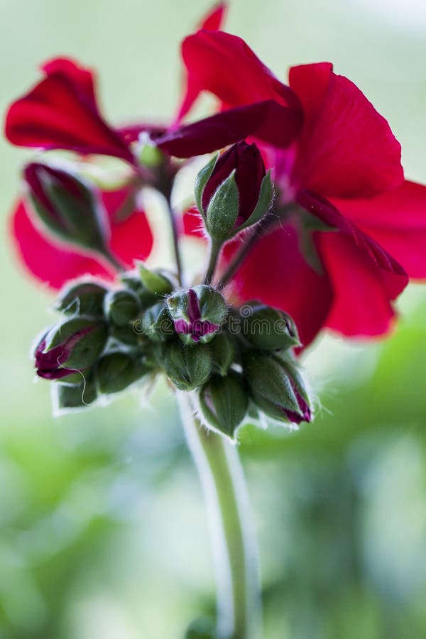 Splendid View of a Bloomed Flower Stock Photo - Image of creamy ...
