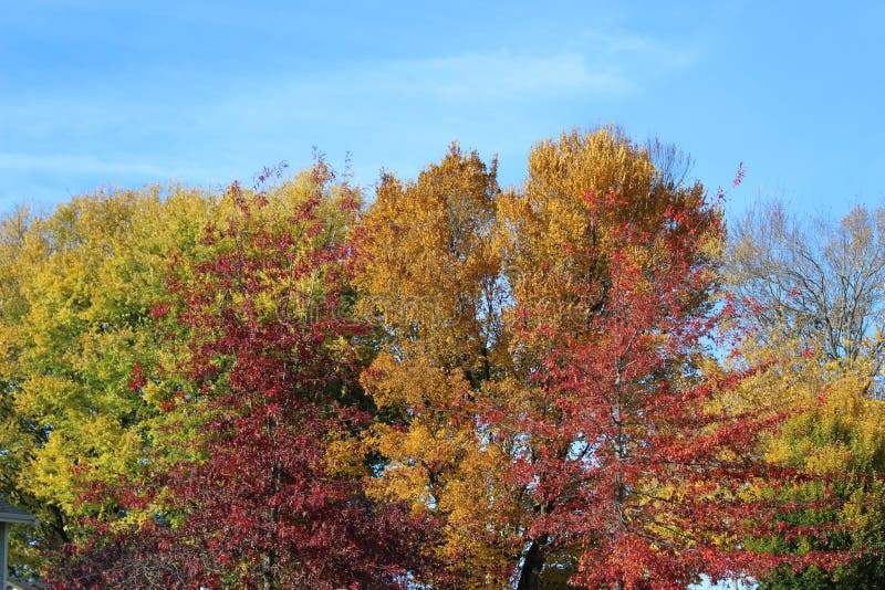 The Splendor of Fall Foliage Stock Image - Image of light, forest ...