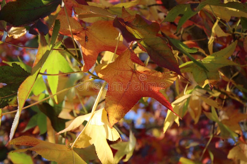The Splendor of Fall Foliage Stock Photo - Image of deciduous, beauty ...