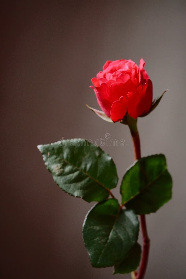 The Splendor and Vibrant Colors of a Rose Stock Image - Image of rose ...