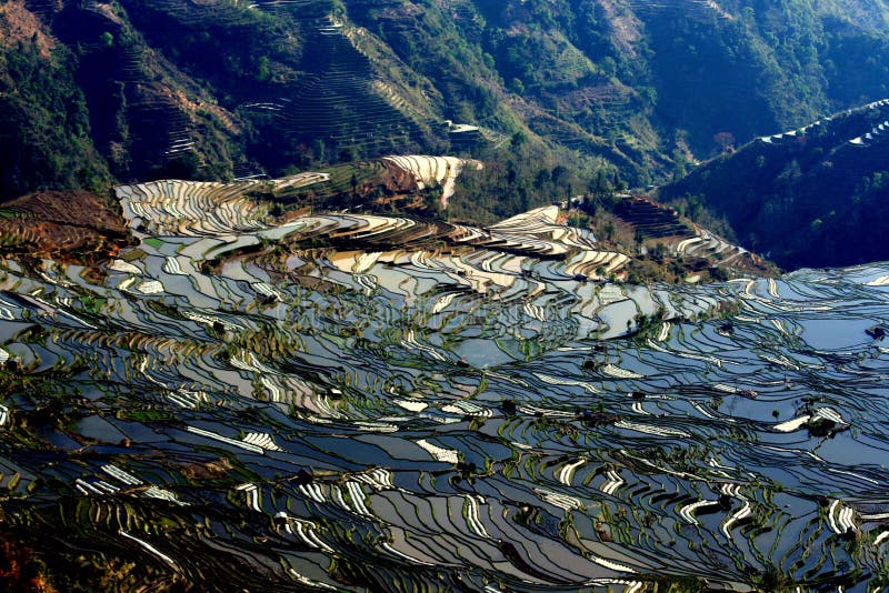 Splendorous Spectacular Terrace Fields Stock Image - Image of paddy ...