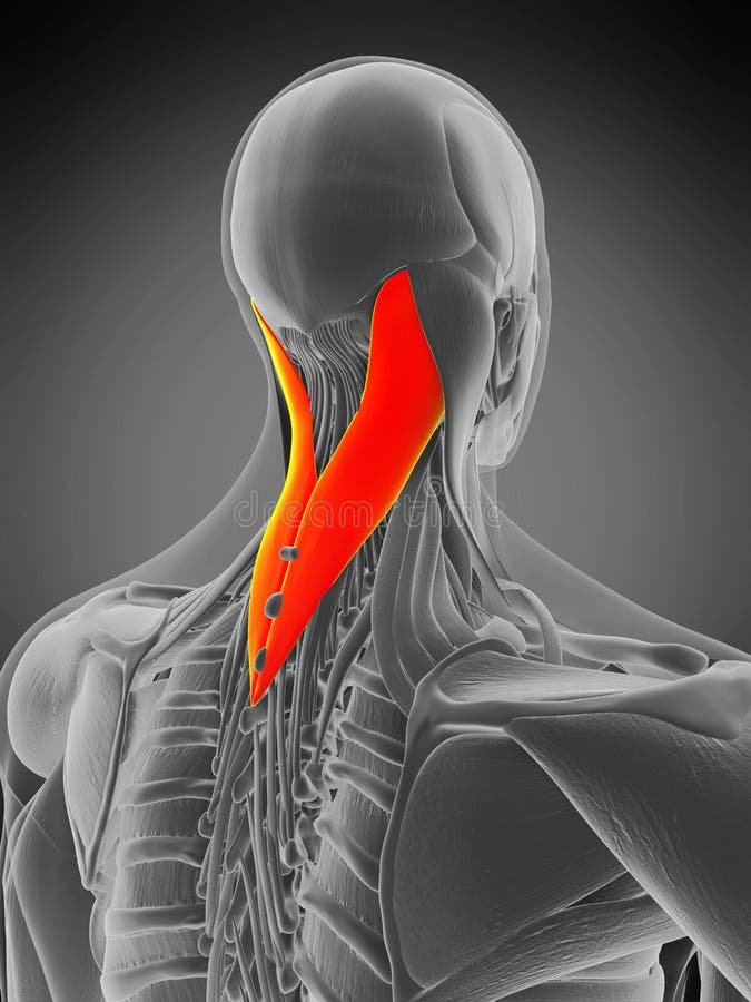 The splenius capitis stock illustration. Illustration of male - 145661674