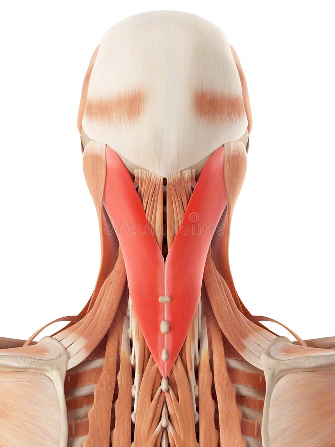 The splenius capitis stock illustration. Illustration of medical - 58450835