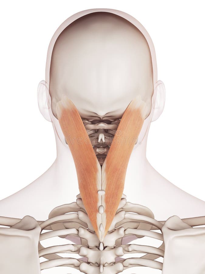 The splenius capitis stock illustration. Illustration of fitness ...