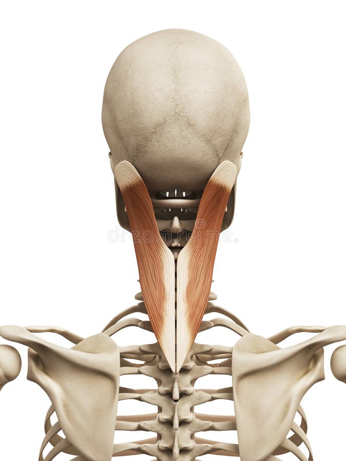 The splenius capitis stock illustration. Illustration of detail - 45575981