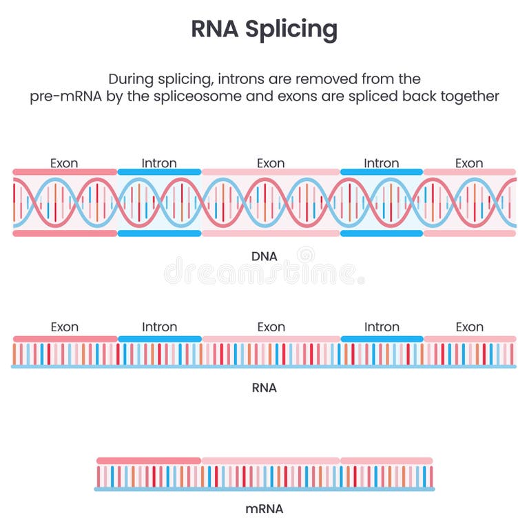 Intron Vector Stock Illustrations – 7 Intron Vector Stock Illustrations ...